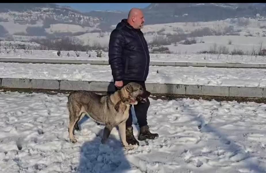 Video/ Oglasio se MUP KS: Vlasnika psa koji je usmrtio vlasničko štene ...